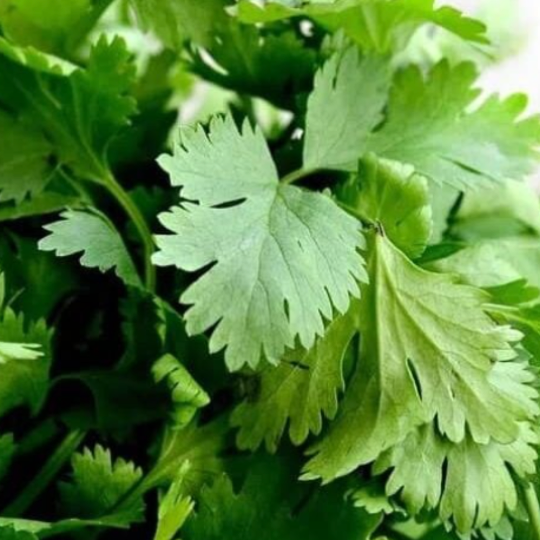 Mexican Food Menu in Northbrook | Tacos, Bowls & Fresh Salsa